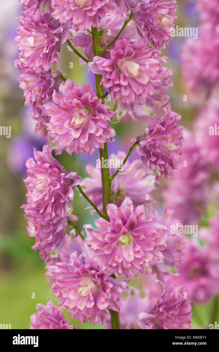 Delphinium 'Highlander Flamenco' Stock Photo - Alamy