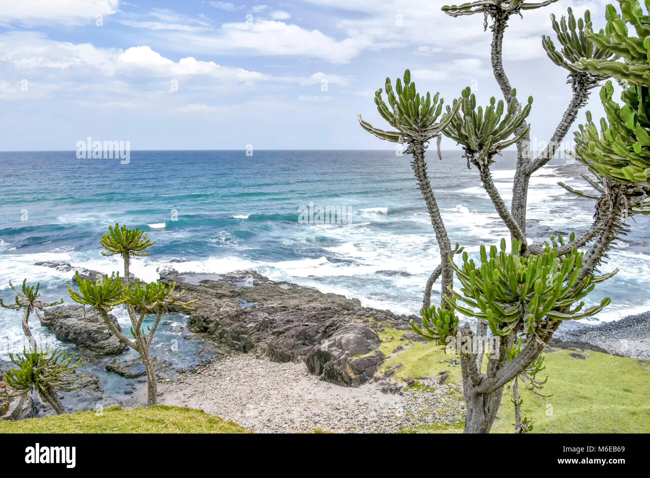 Interesting vegetation with the ocean in the background seen from the ...