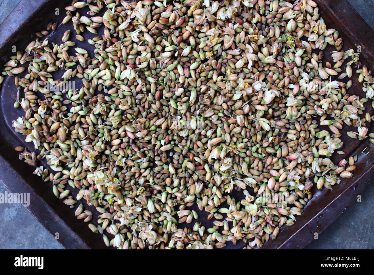 Drumstick flowers and buds Stock Photo - Alamy
