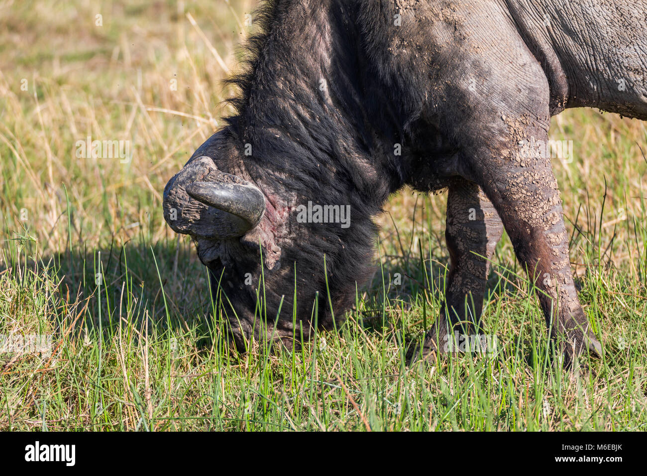 Buffalo male feeding on savanna grass, close up profile portrait ...