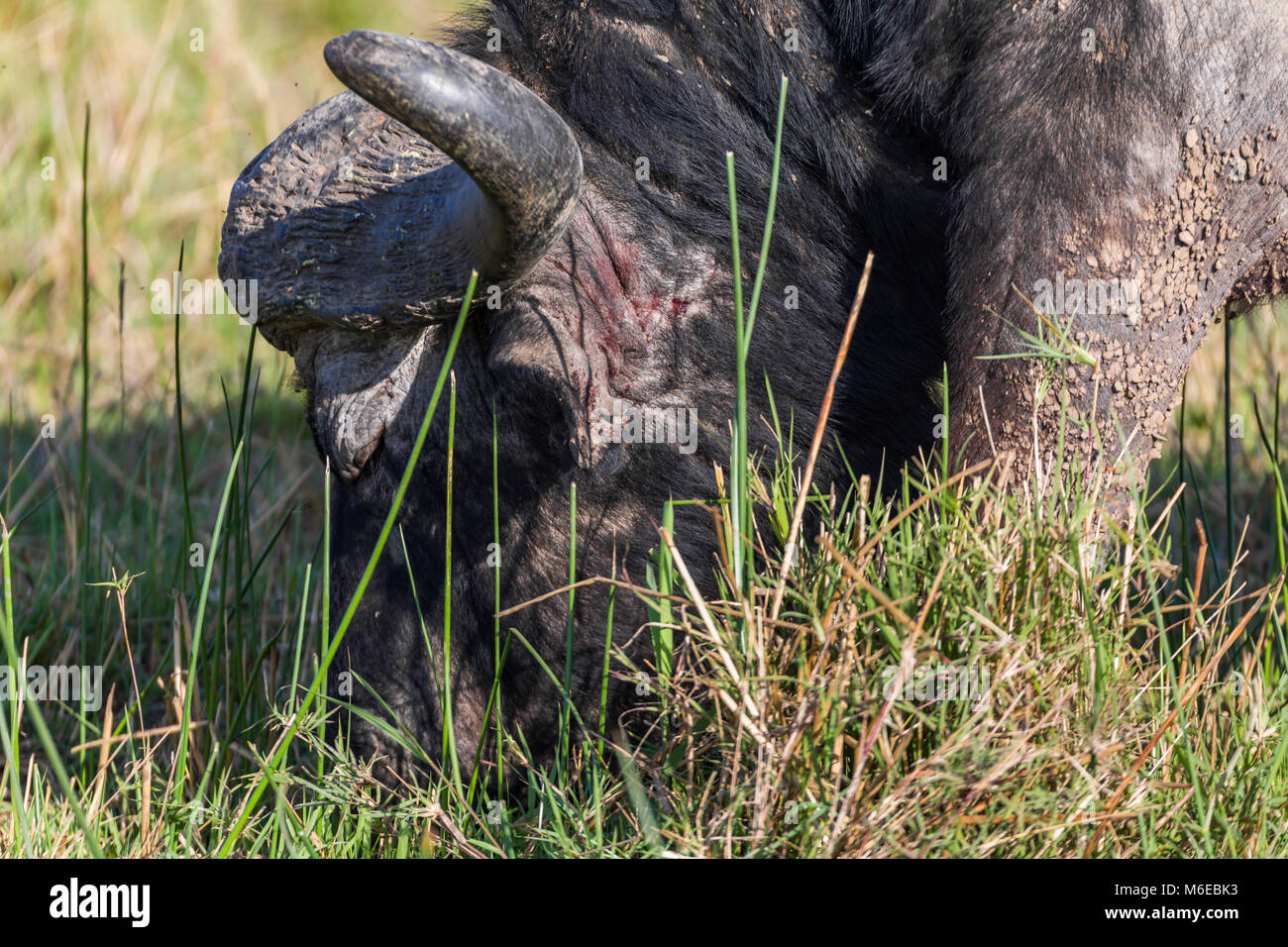 African buffalo on savanna hi-res stock photography and images - Alamy