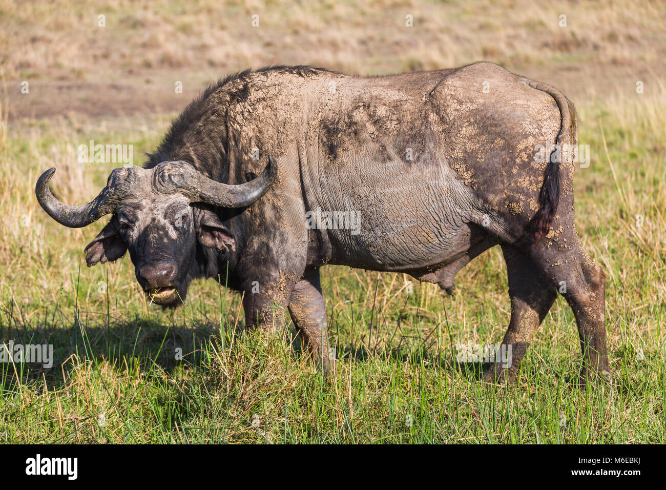 African buffalo on savanna hi-res stock photography and images - Alamy