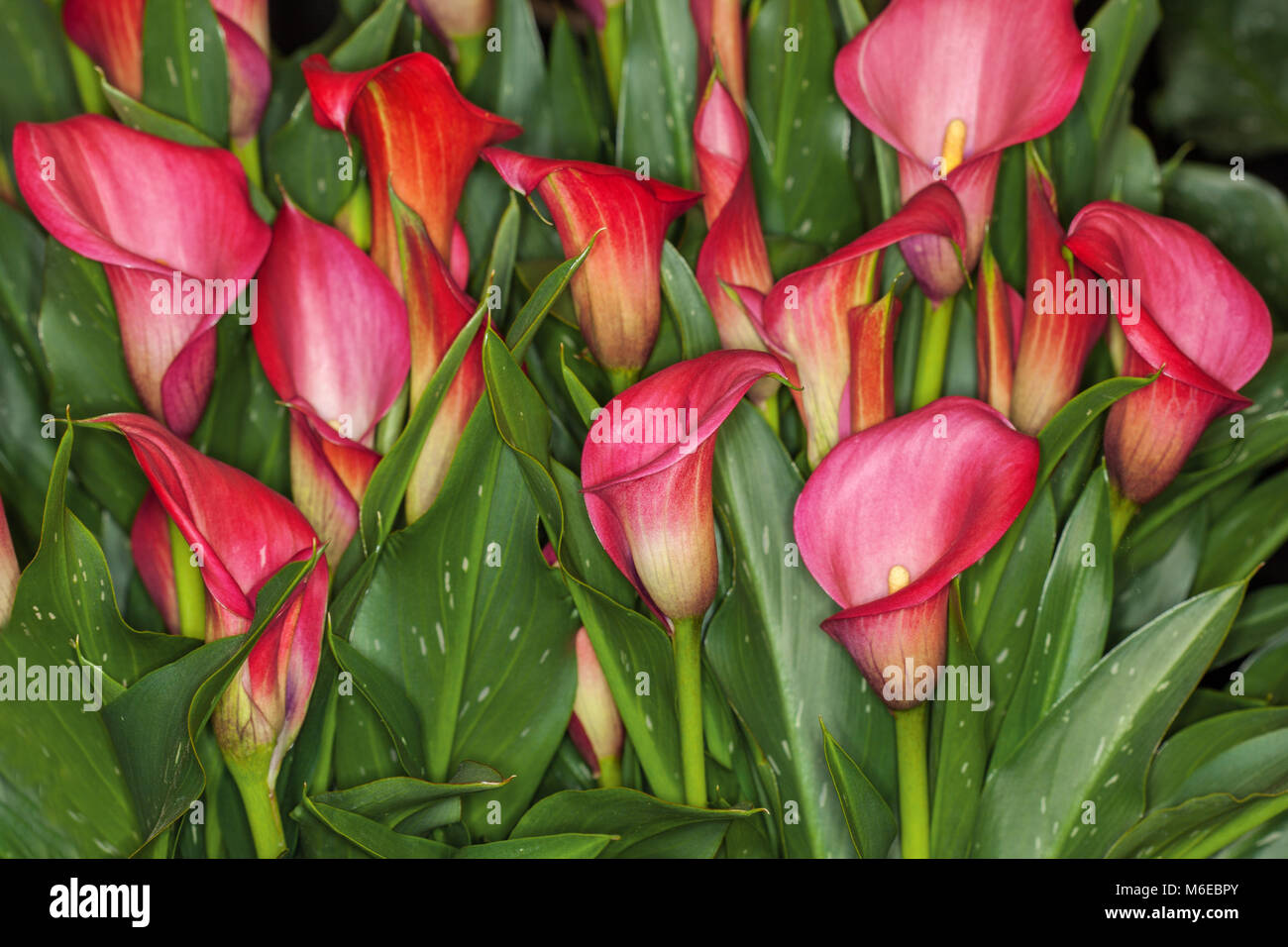 Calla red charm hi-res stock photography and images - Alamy