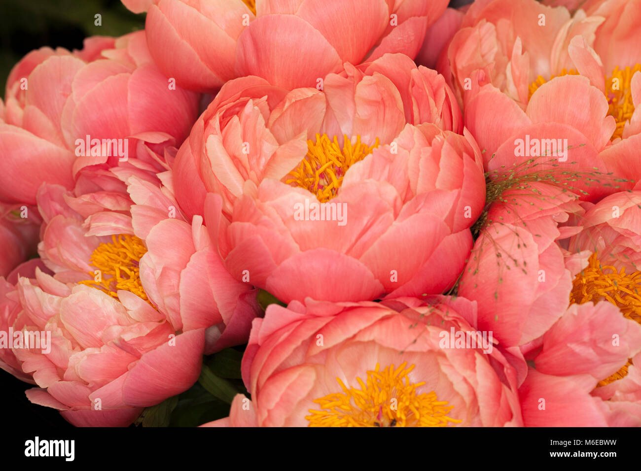 Paeonia lactiflora peony 'Coral Sunset' Stock Photo - Alamy