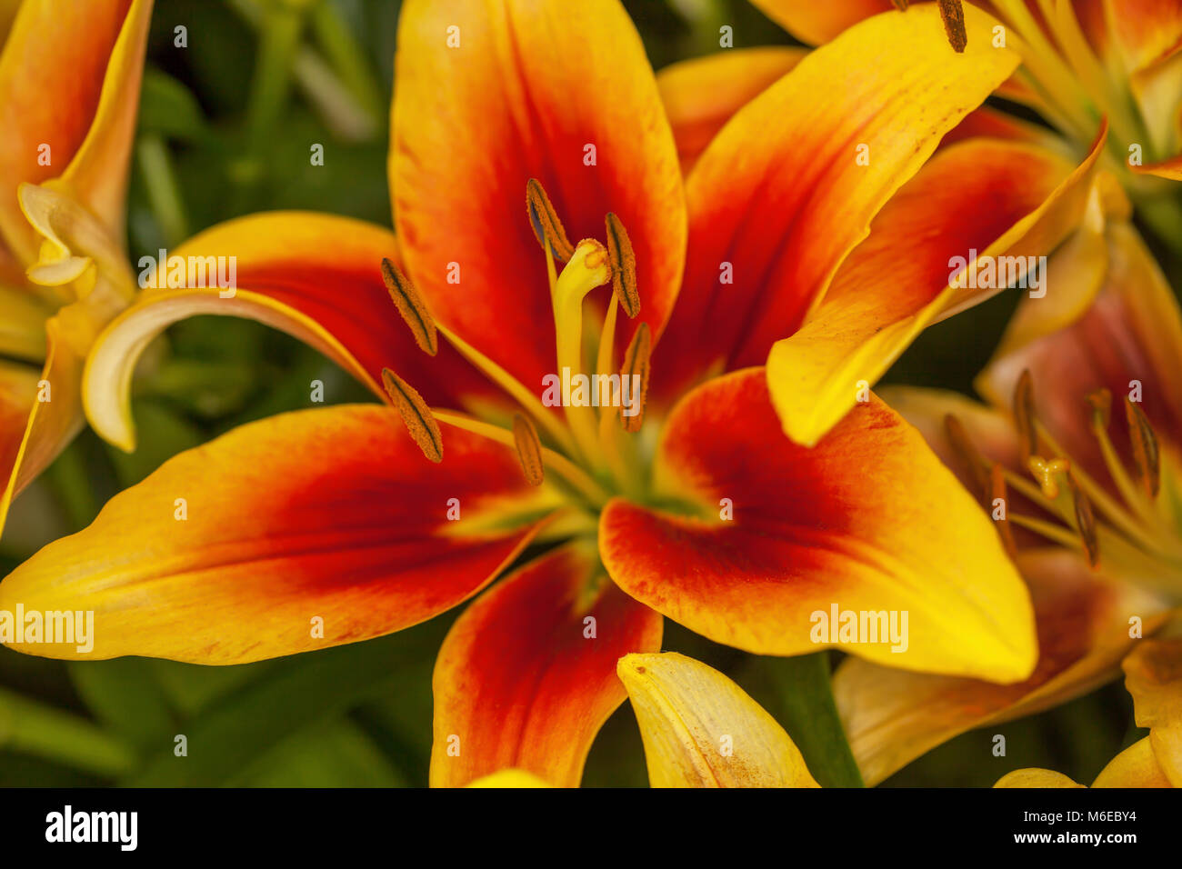 Kaveri hi-res stock photography and images - Alamy