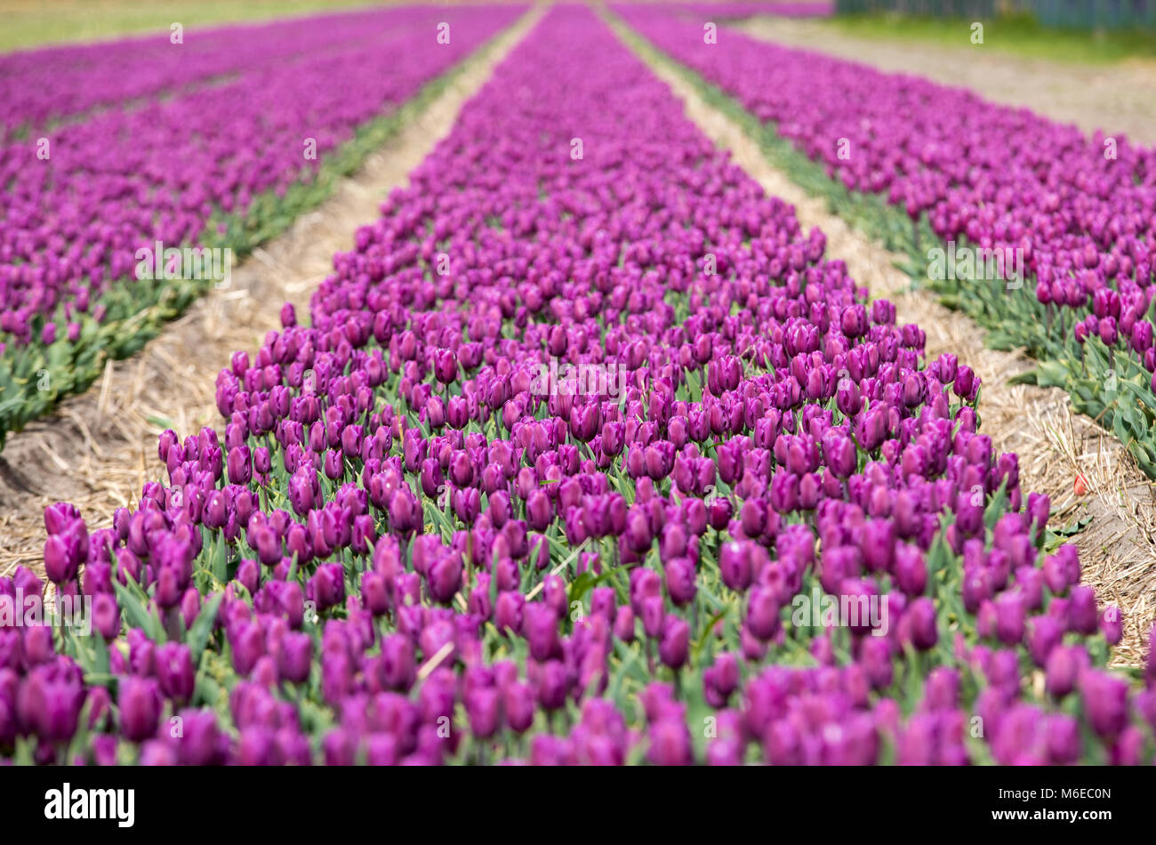 Tulip fields in the Bollenstreek, South Holland, Netherlands Stock ...
