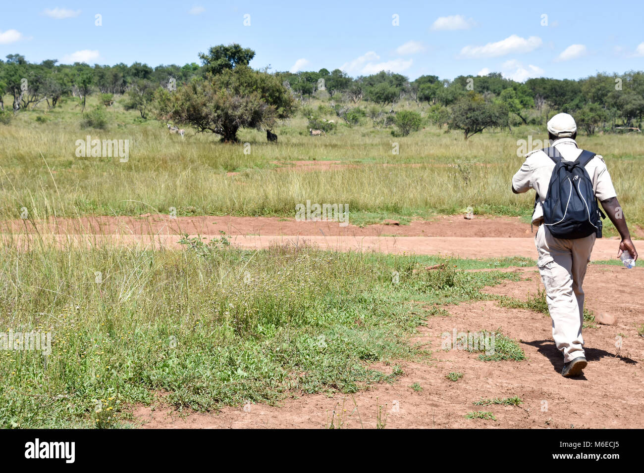 A park ranger walking fast in the Magaliesberg near Johannesburg and ...