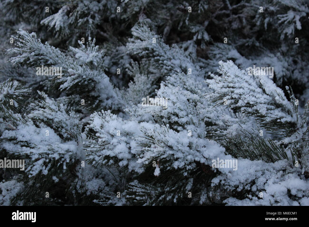 Winter frost tree hi-res stock photography and images - Alamy