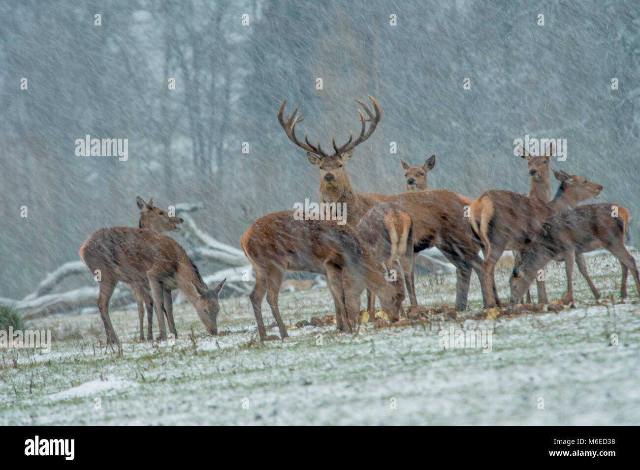 Stag and Deer in Snow Stock Photo - Alamy