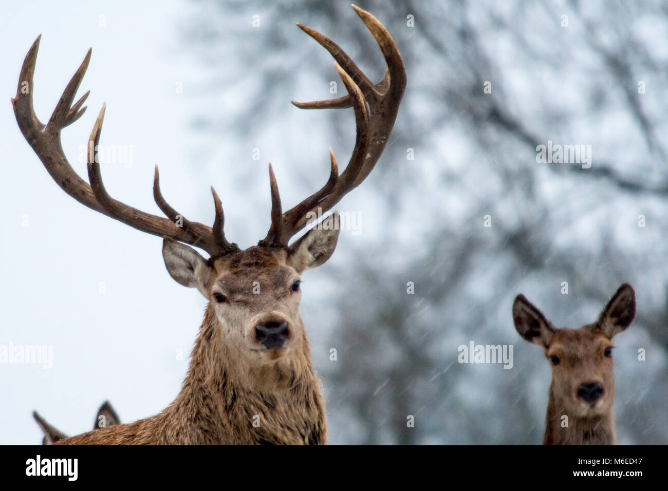 Stag and Deer Stock Photo - Alamy