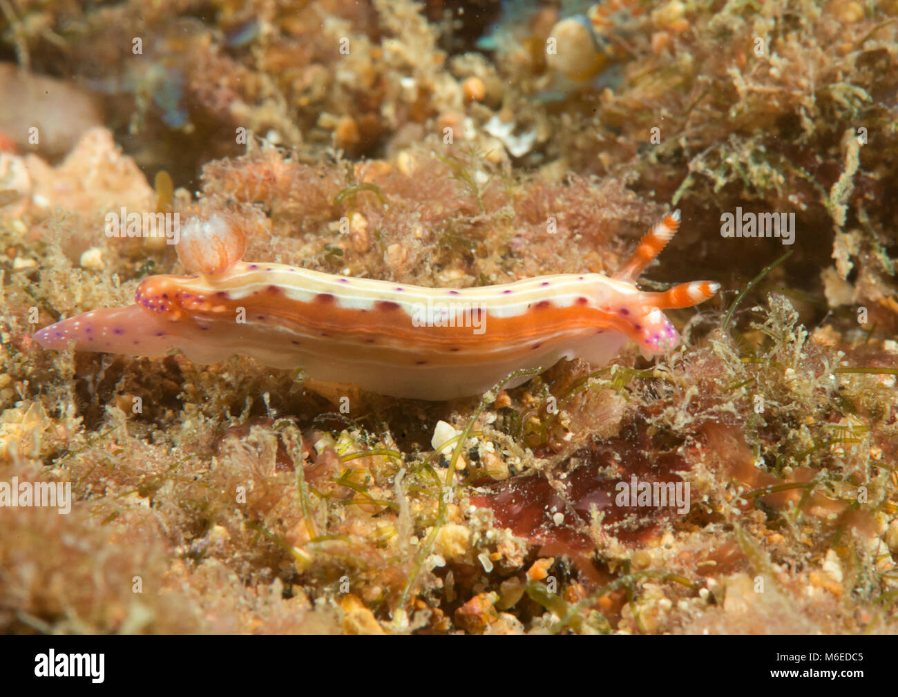 Spotted nudibranch hi-res stock photography and images - Alamy