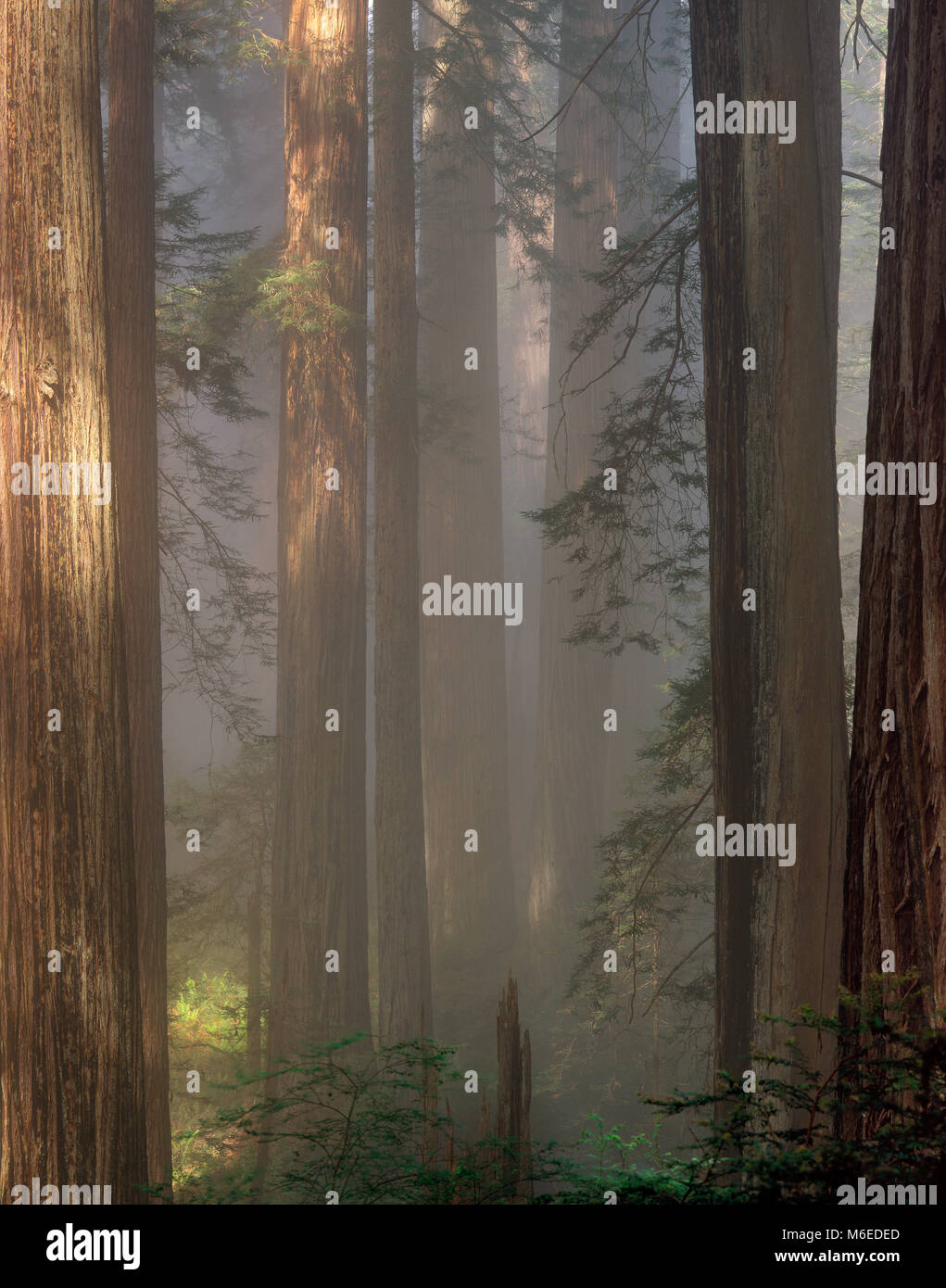 Redwoods national park redwood hi-res stock photography and images - Alamy