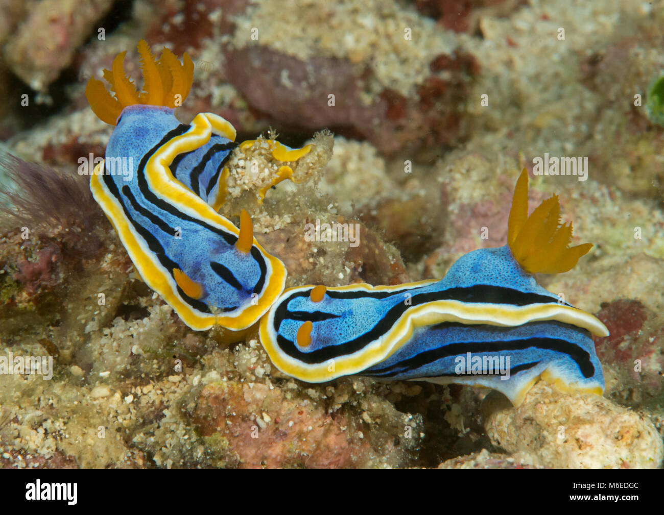 Two Anna's magnificent slug ( Chromodoris annae ) nudibranch crawling ...