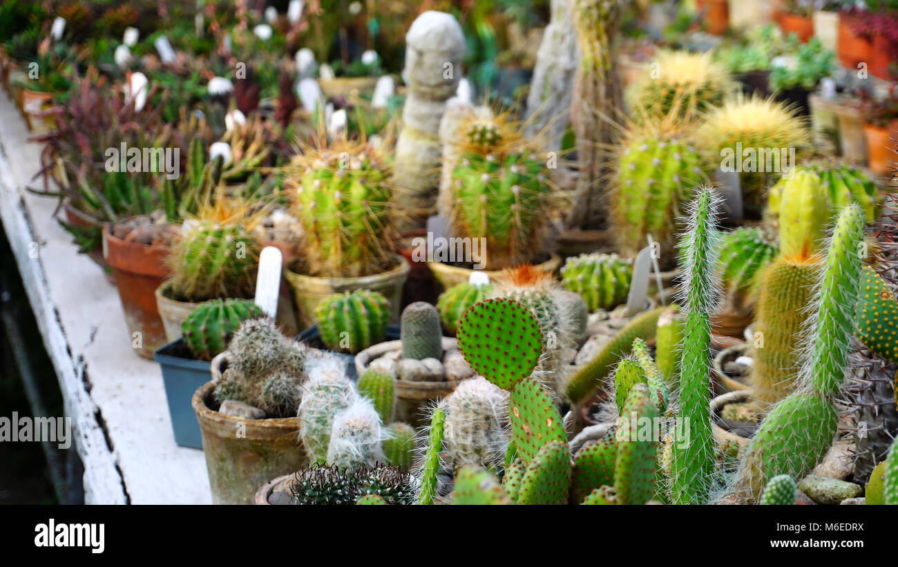Different types of cacti stand on counter Stock Photo - Alamy