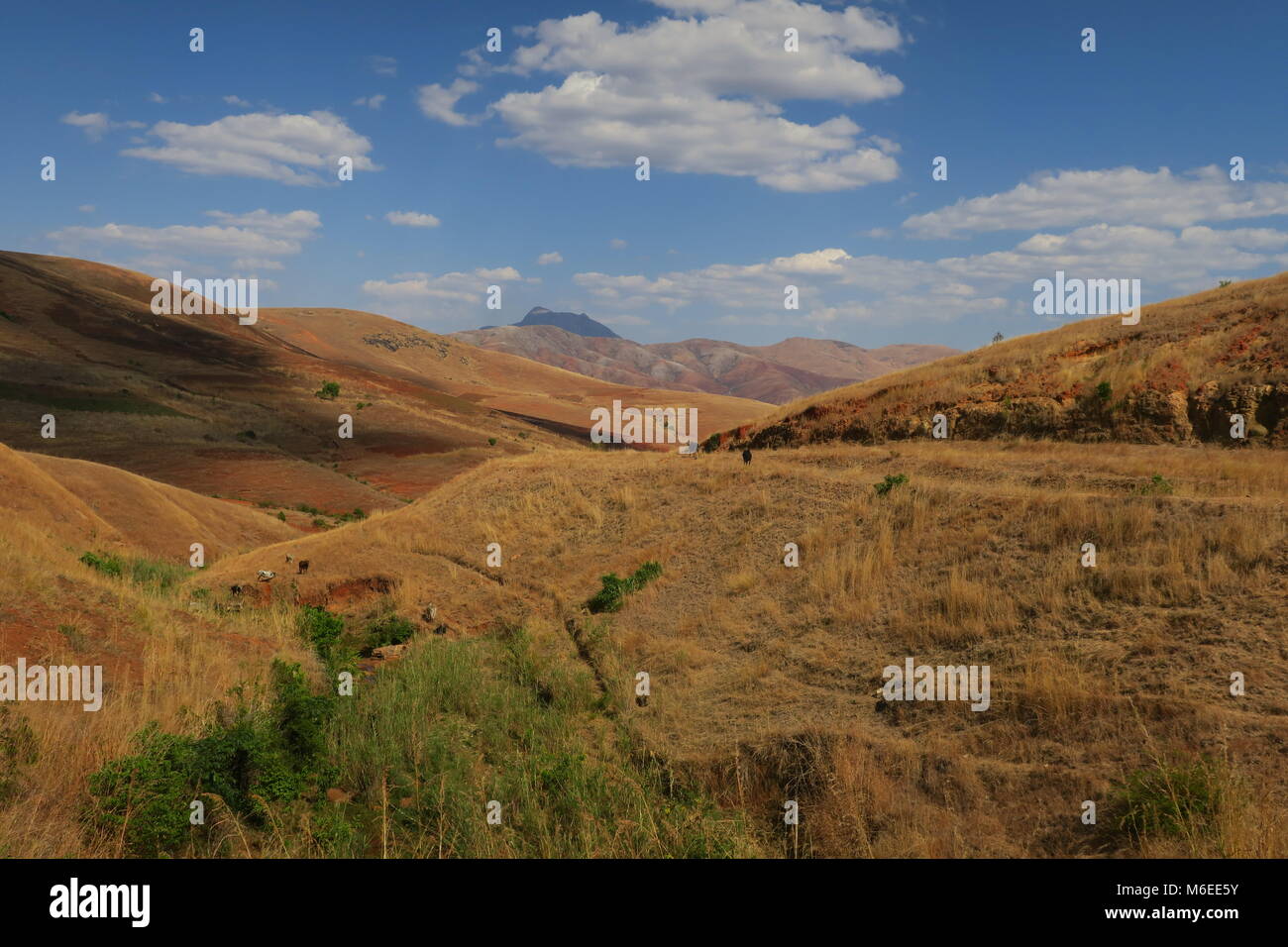 Colorful nature of Madagascar island Stock Photo - Alamy