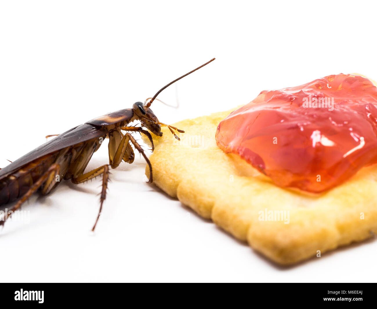 Close up cockroach on the whole wheat bread with jam. Cockroaches are ...