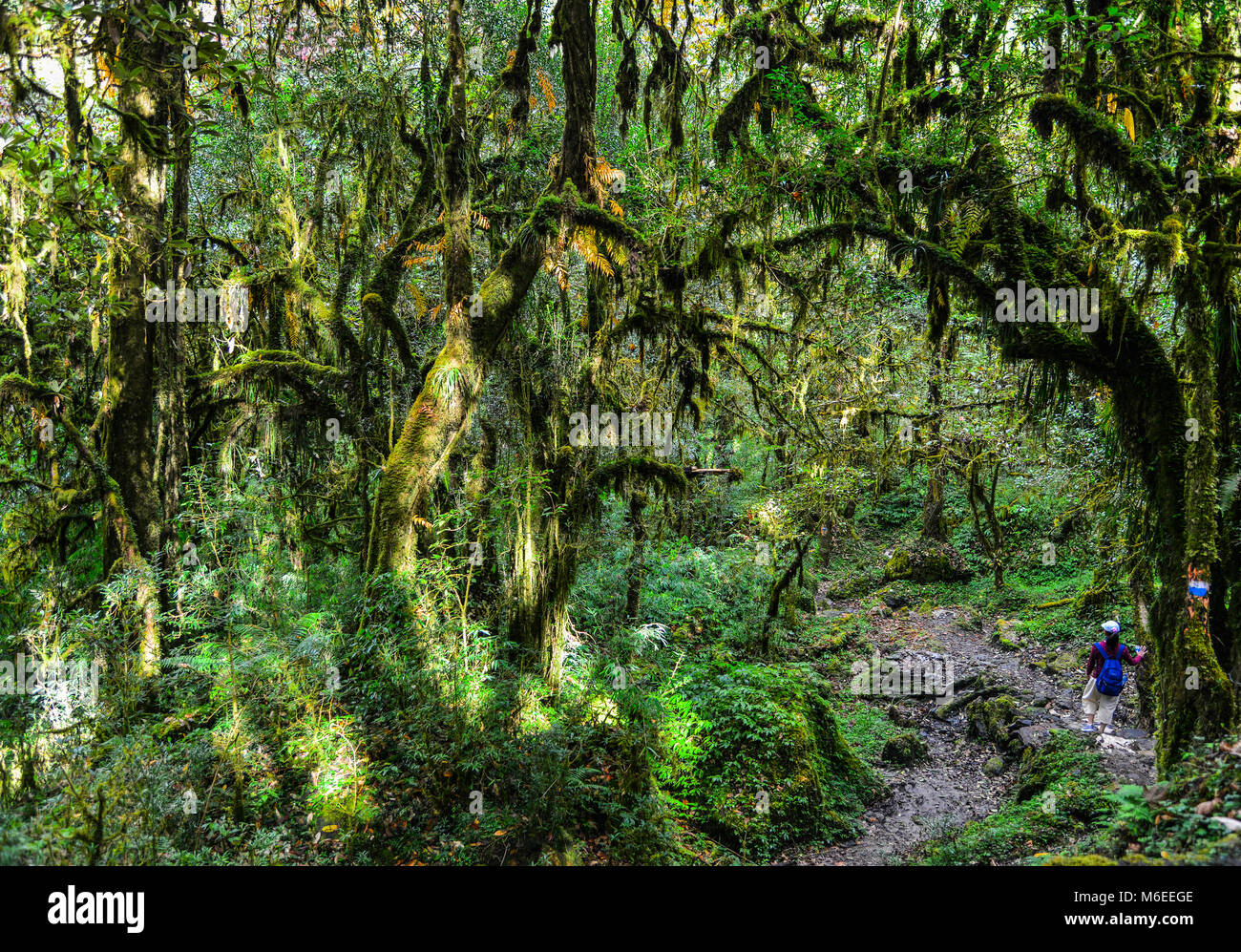 Deep forest on Annapurna trekking trail in Nepal Stock Photo - Alamy