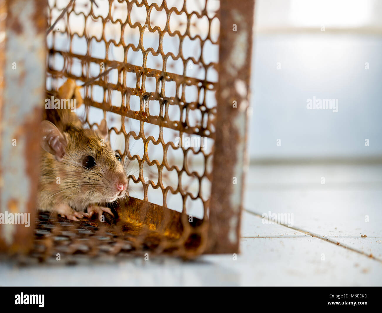 rat in a cage catching a rat. the rat has contagion the disease to ...