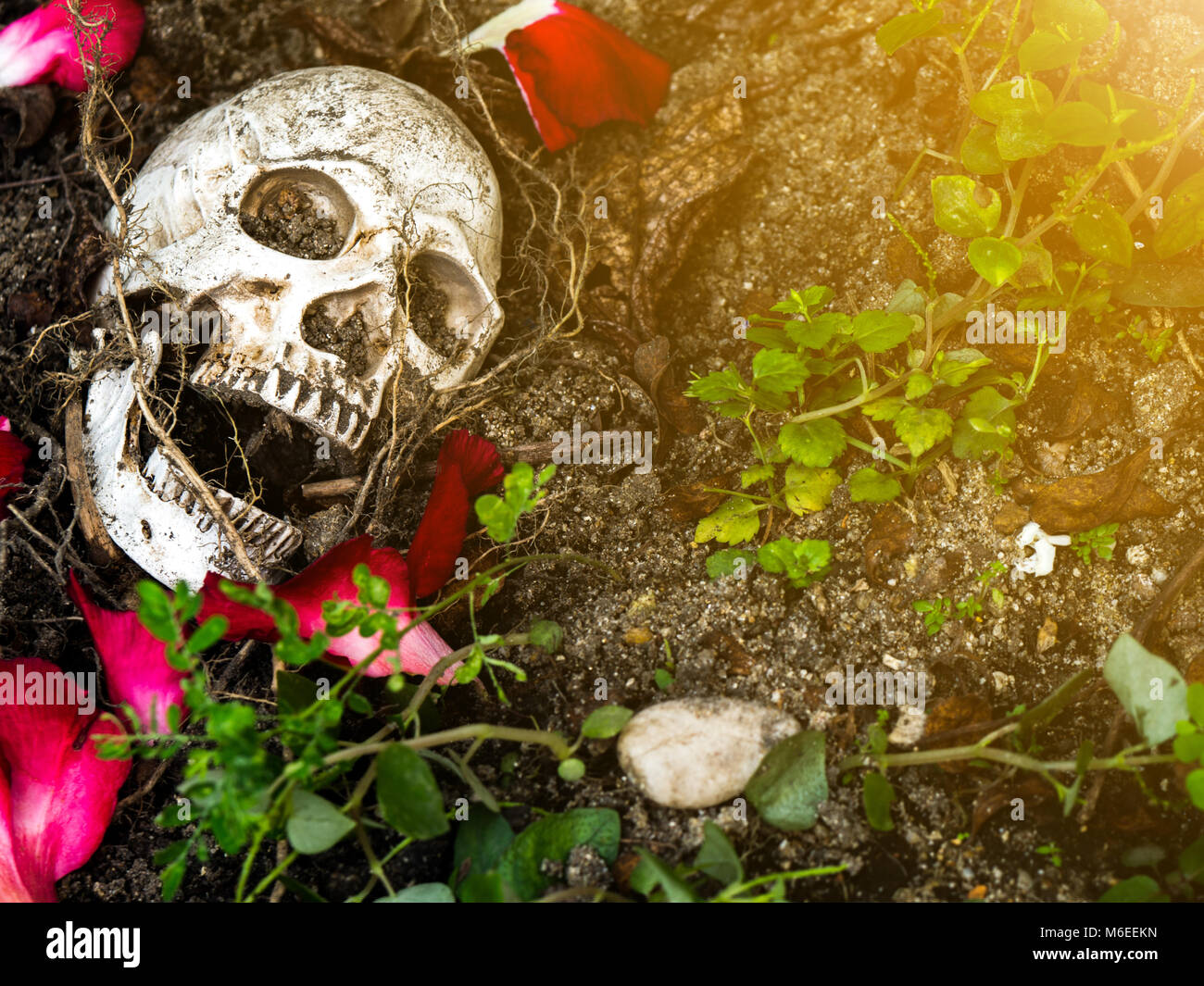 In front of human skull buried in the soil with the roots of the tree ...