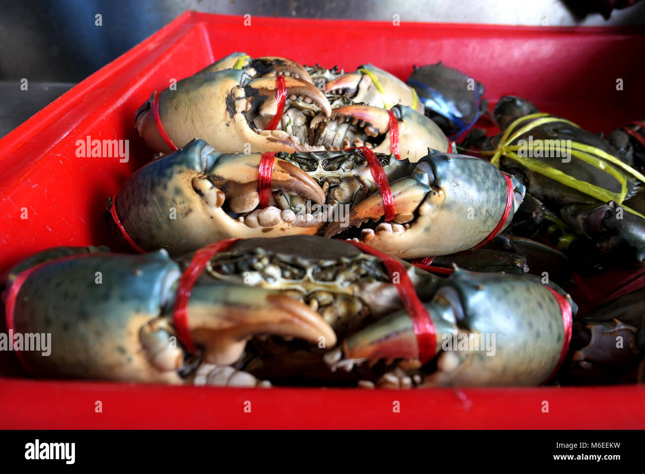 Fresh crabs are tied in a red pickup in the market. Fresh and delicious ...