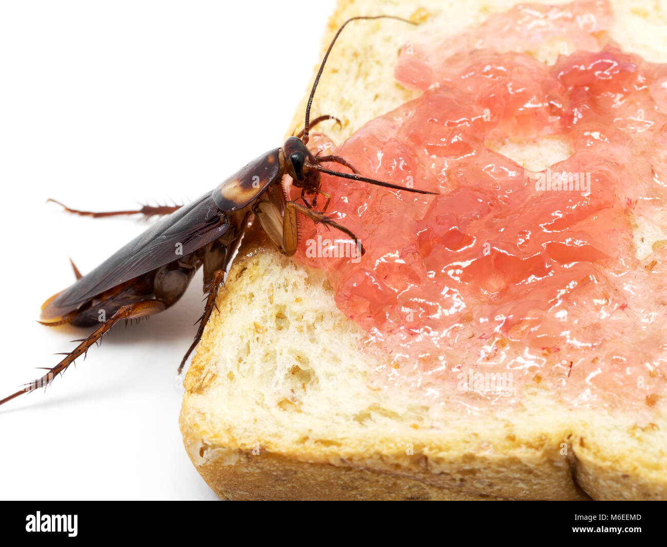 Close up cockroach on the whole wheat bread with red jam.Cockroach ...