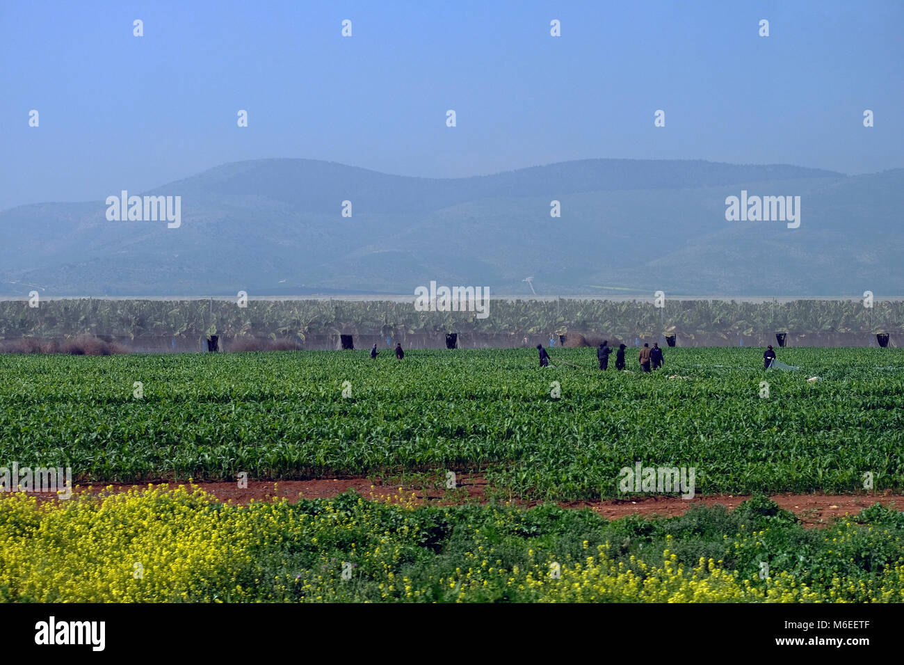 Palestinian workers working in an agricultural field in the Jordan ...