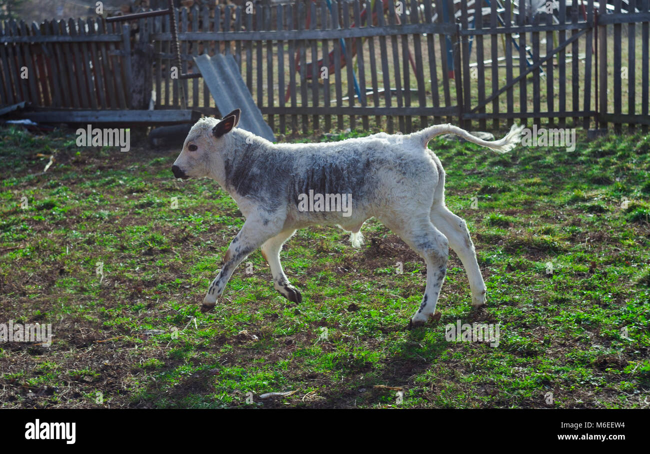 baby cow running in the garden Stock Photo - Alamy