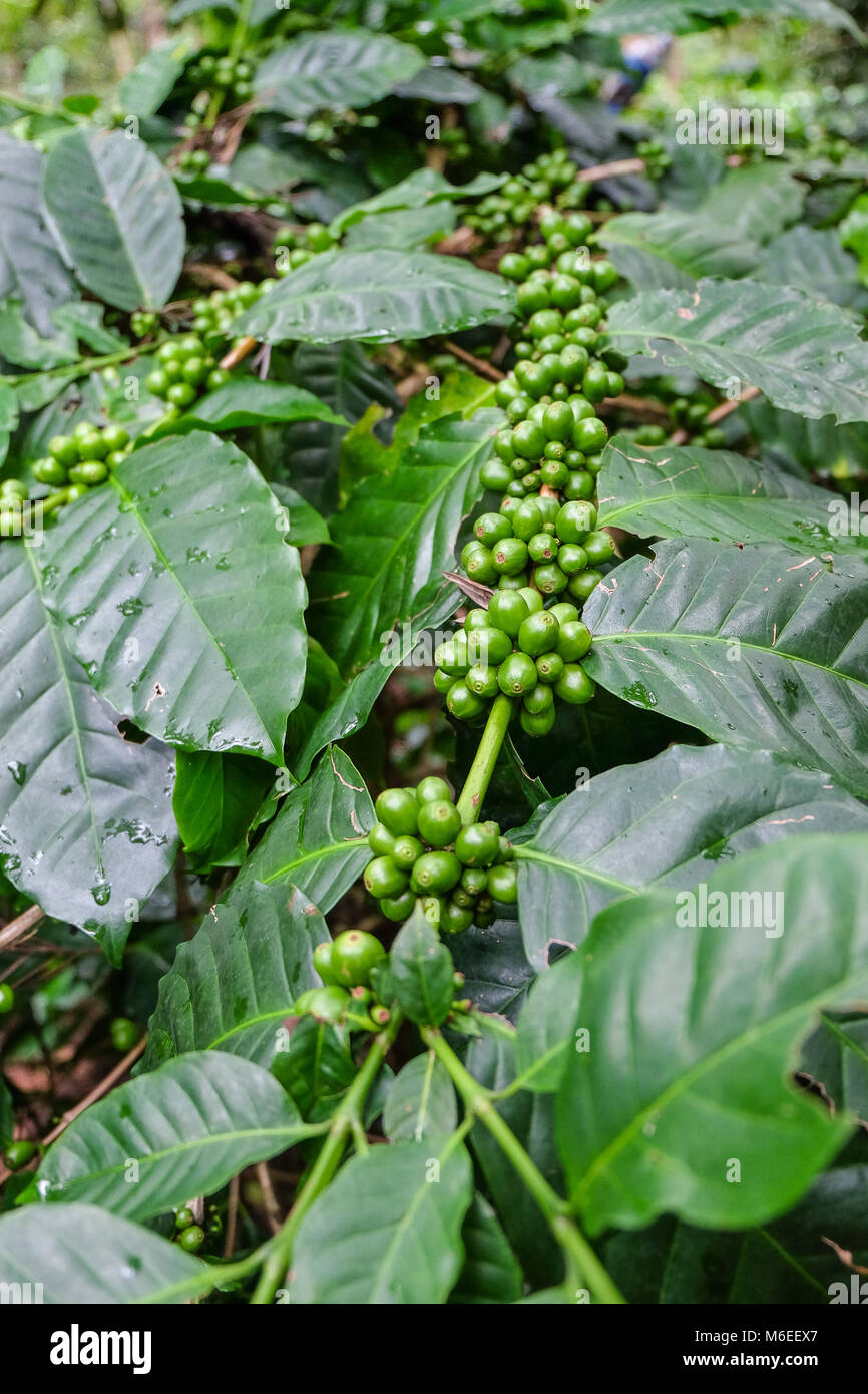 Coffee beans ripening on the bush Stock Photo - Alamy