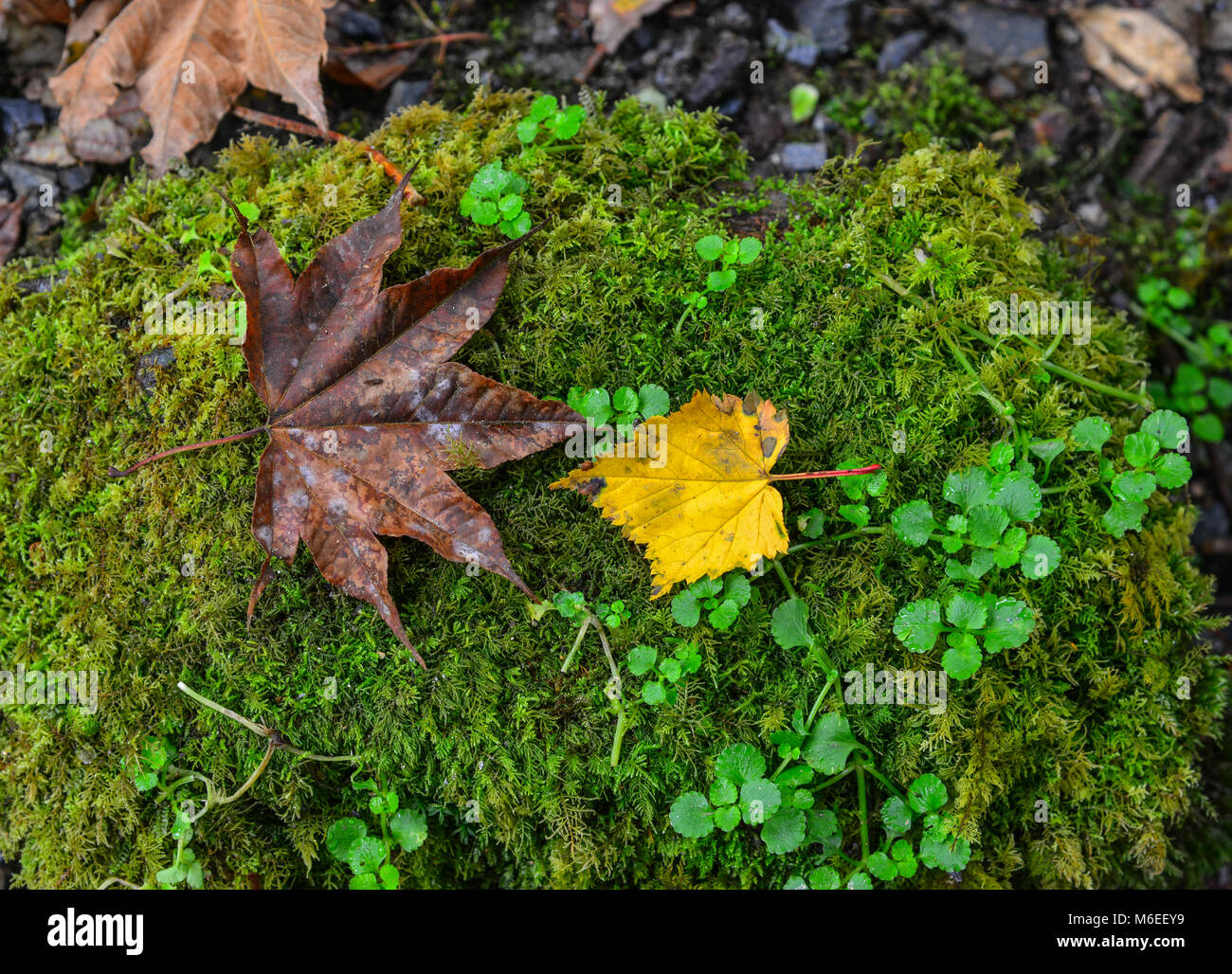 Maple leaves fallen at forest in Khopra, Nepal Stock Photo - Alamy