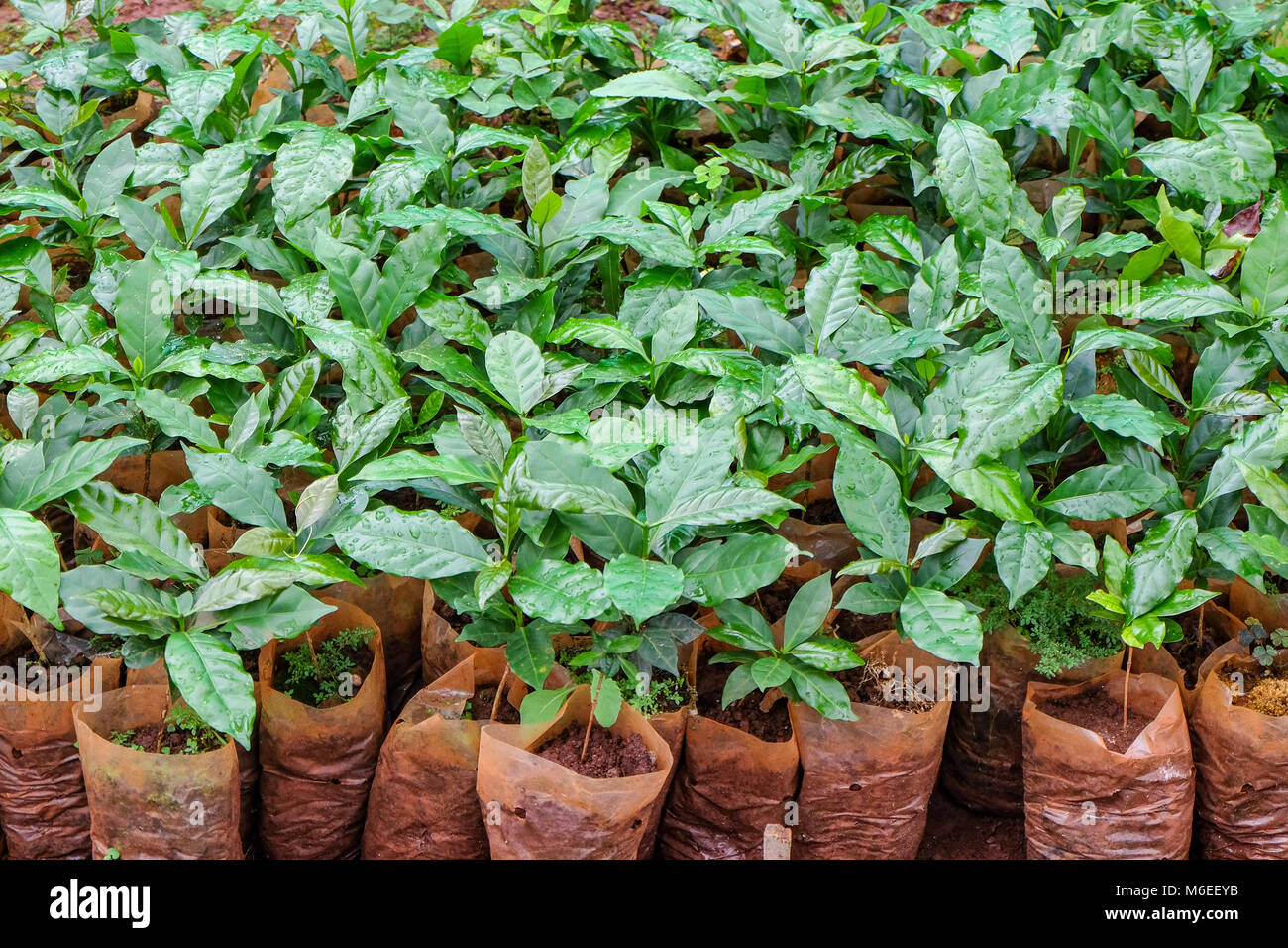 Young coffee plants ready for transplanting Stock Photo - Alamy
