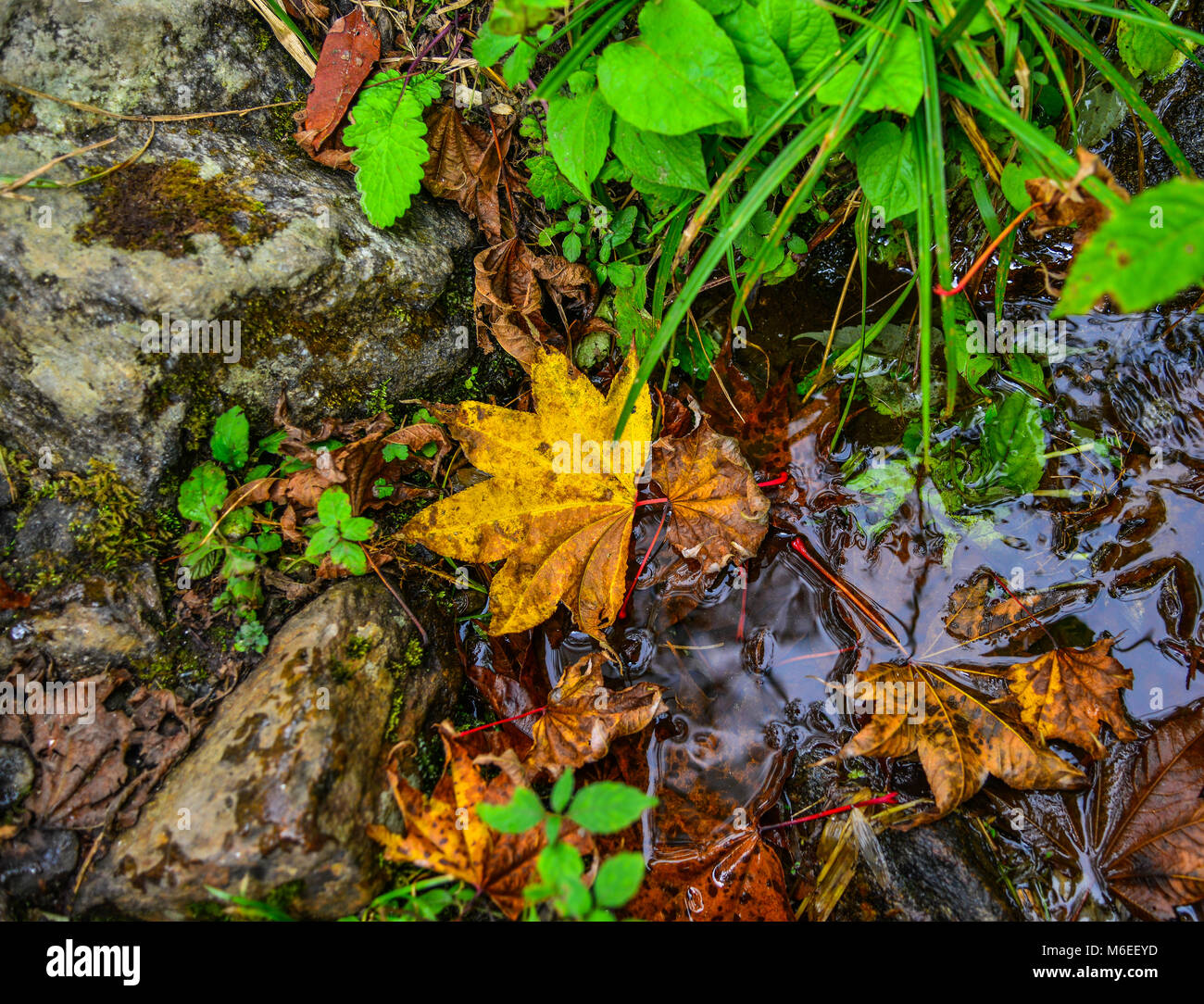 Nepal maple hi-res stock photography and images - Alamy