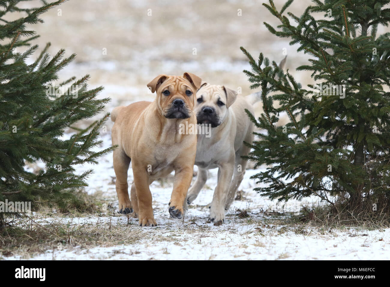 Two 3 months old Ca de Bou (Mallorquin Mastiff) female puppy dogs ...