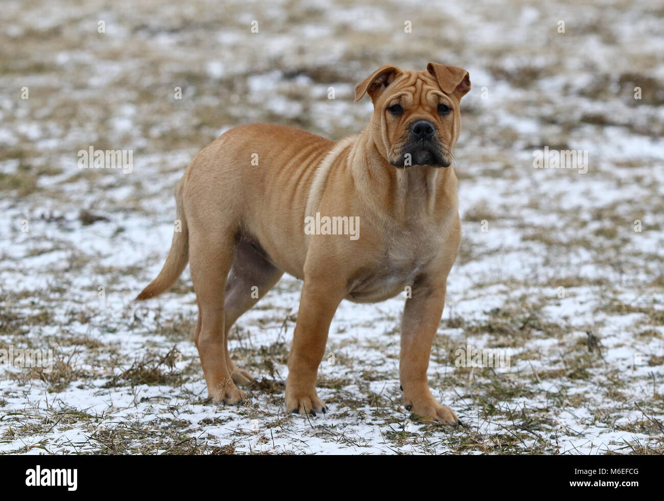 Brown three months old Ca de Bou (Mallorquin Mastiff) female puppy dog ...