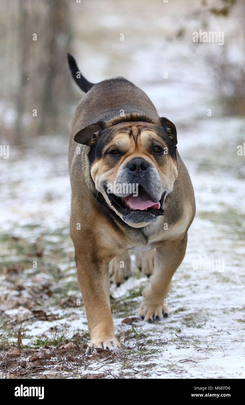 Ca de Bou (Mallorquin Mastiff) male dog runs outdoors Stock Photo - Alamy