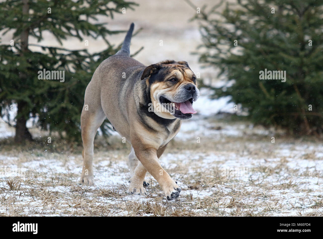 Ca de Bou (Mallorquin Mastiff) male dog stands outdoors Stock Photo - Alamy