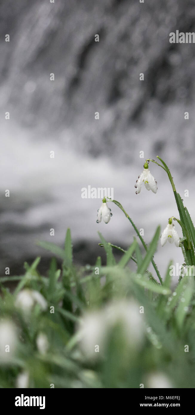 Spring rain hi-res stock photography and images - Alamy