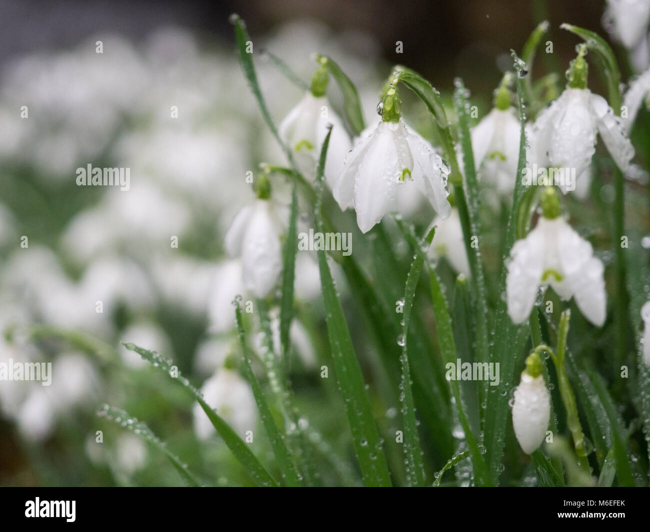 Snowdrops with rain drops close up macro detail Stock Photo - Alamy