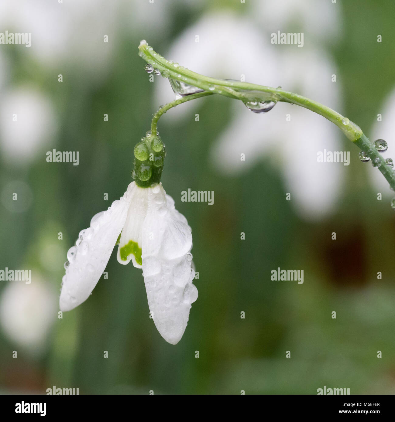 Snowdrops with rain drops close up macro detail Stock Photo - Alamy