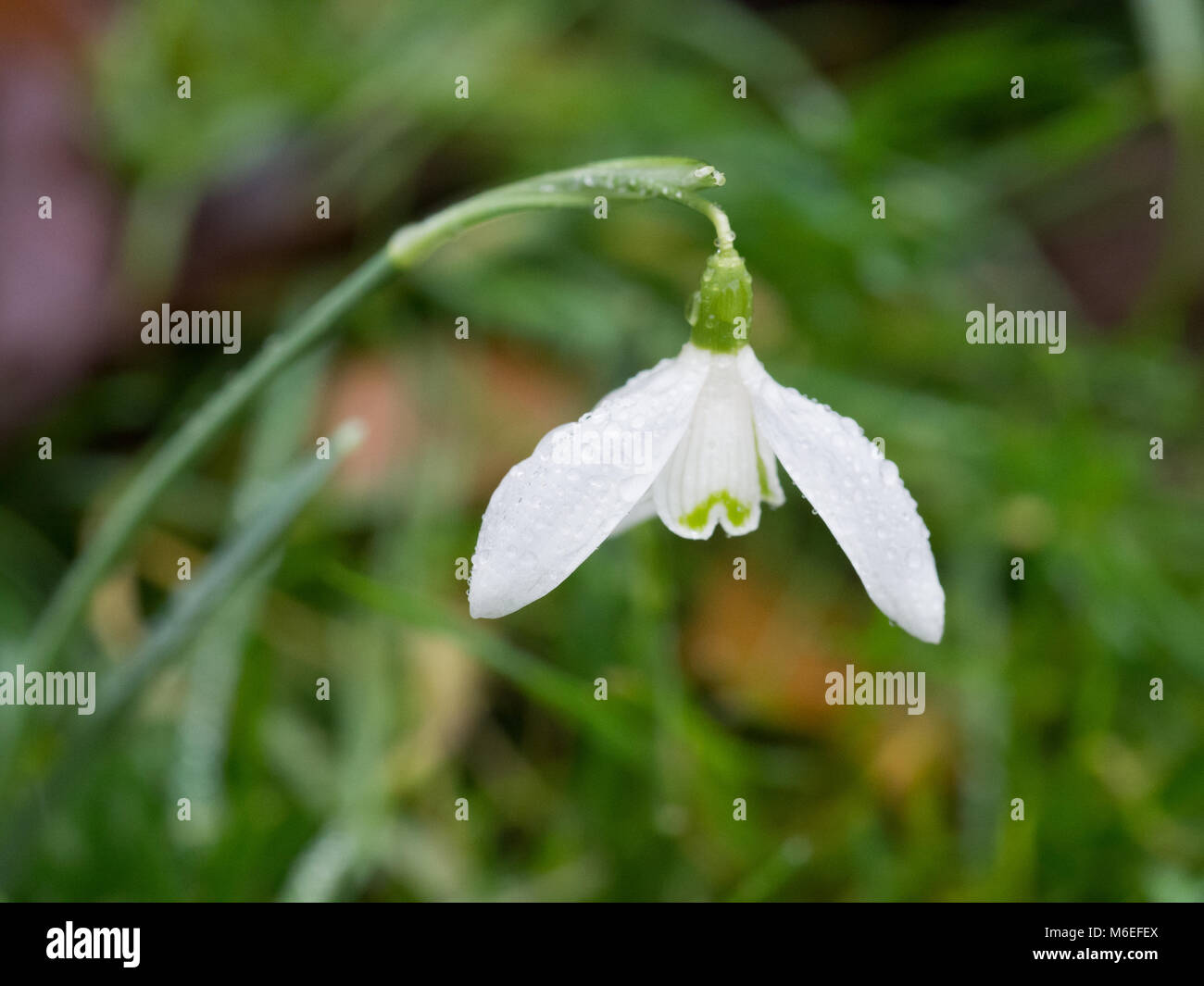 A single one Snowdrops with rain drops close up macro detail Stock ...