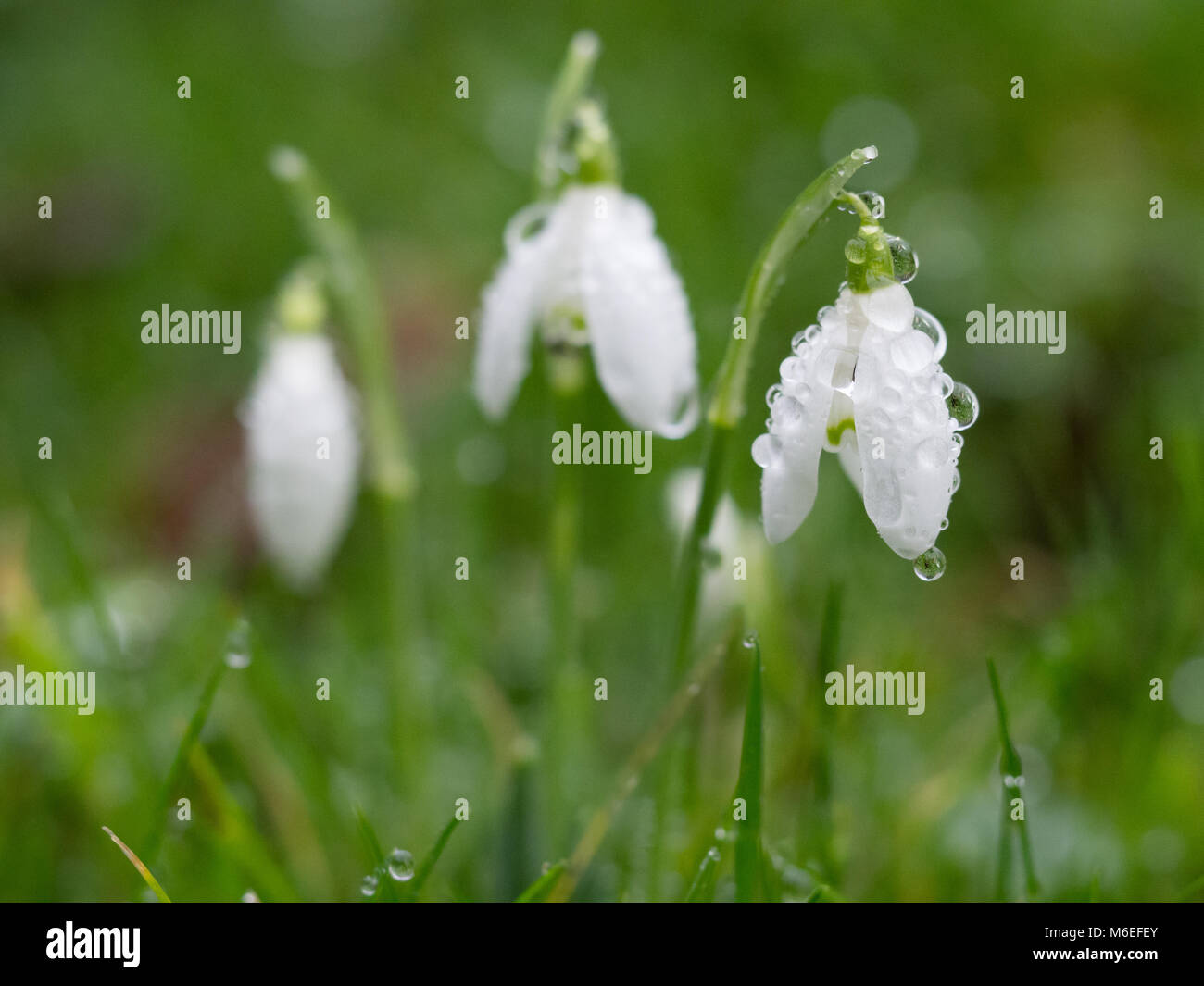 Drop trio hi-res stock photography and images - Alamy