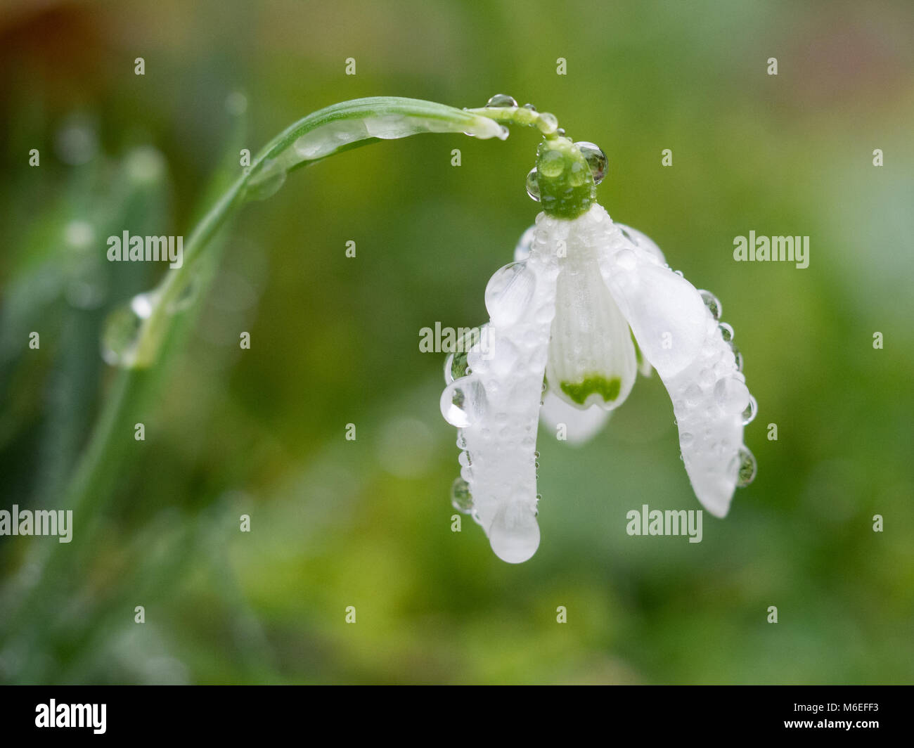 A single one Snowdrops with rain drops close up macro detail Stock ...
