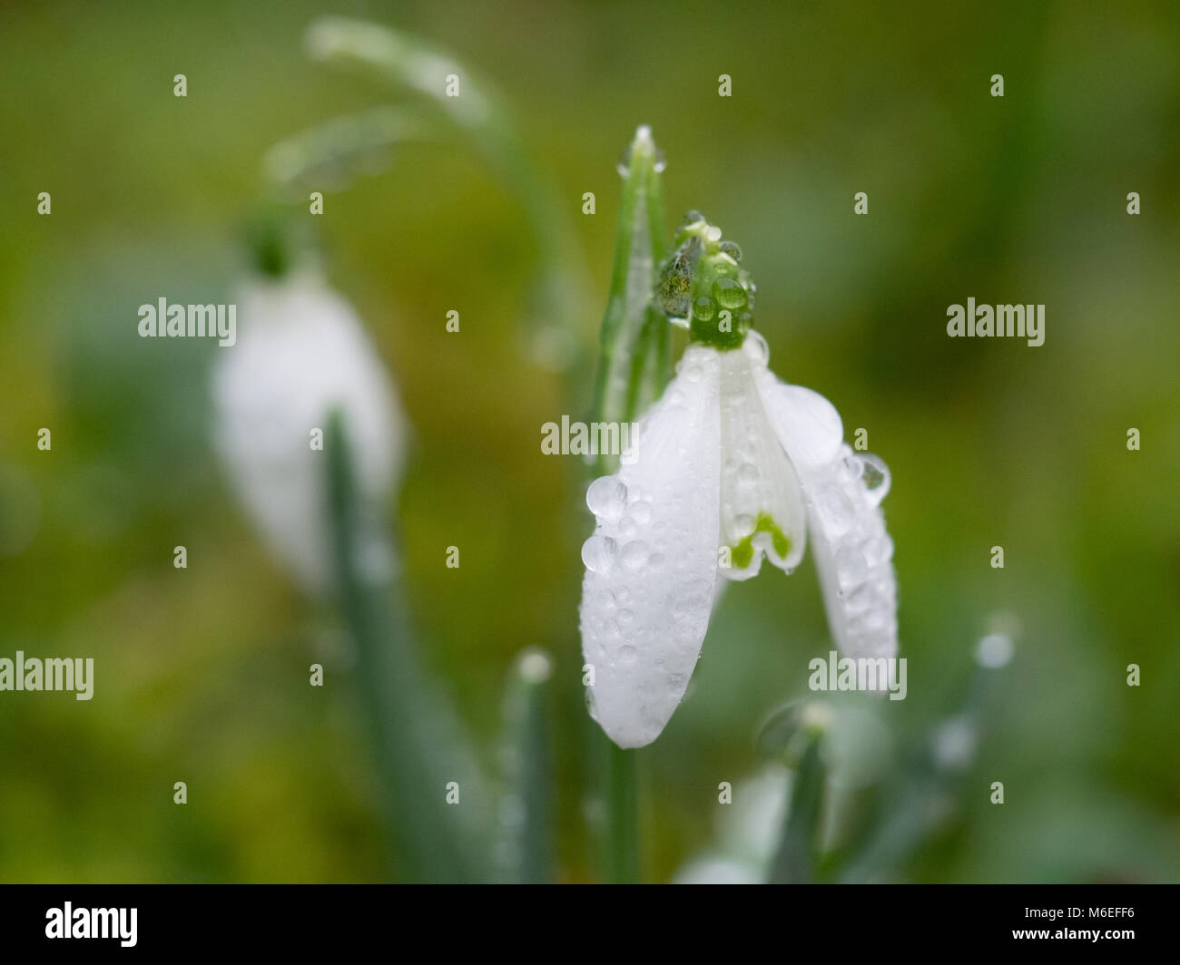 A pair of two Snowdrops with rain drops close up macro detail Stock ...
