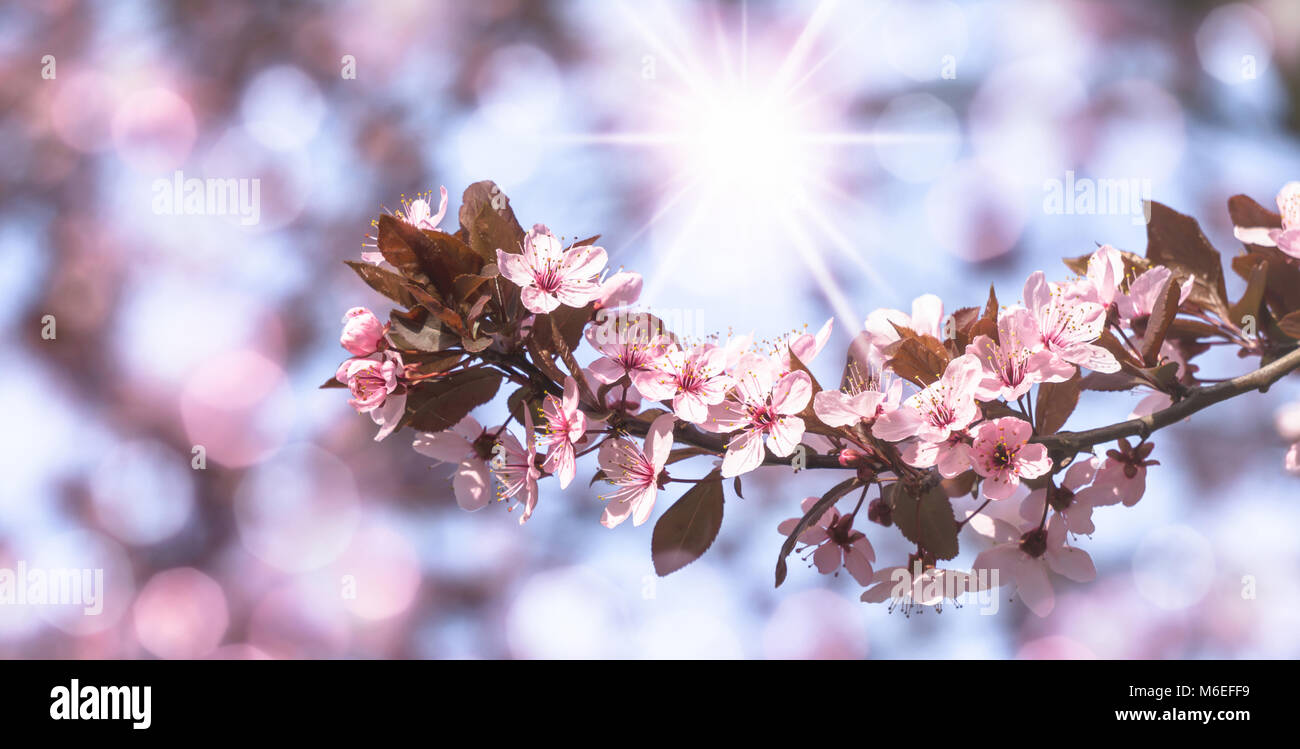 sakura blossom in sunshine Stock Photo - Alamy