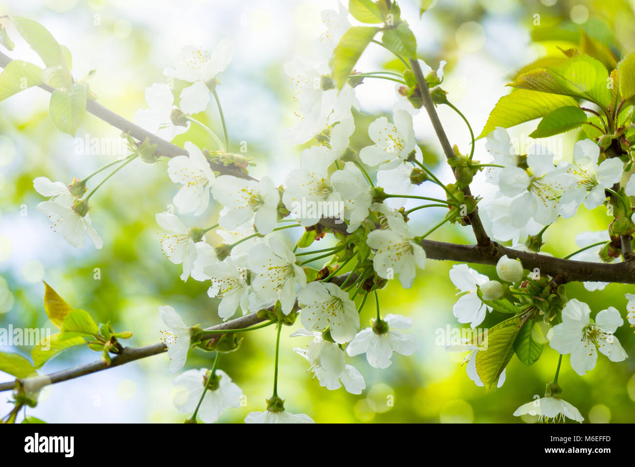 Fruit tree in springtime hi-res stock photography and images - Alamy