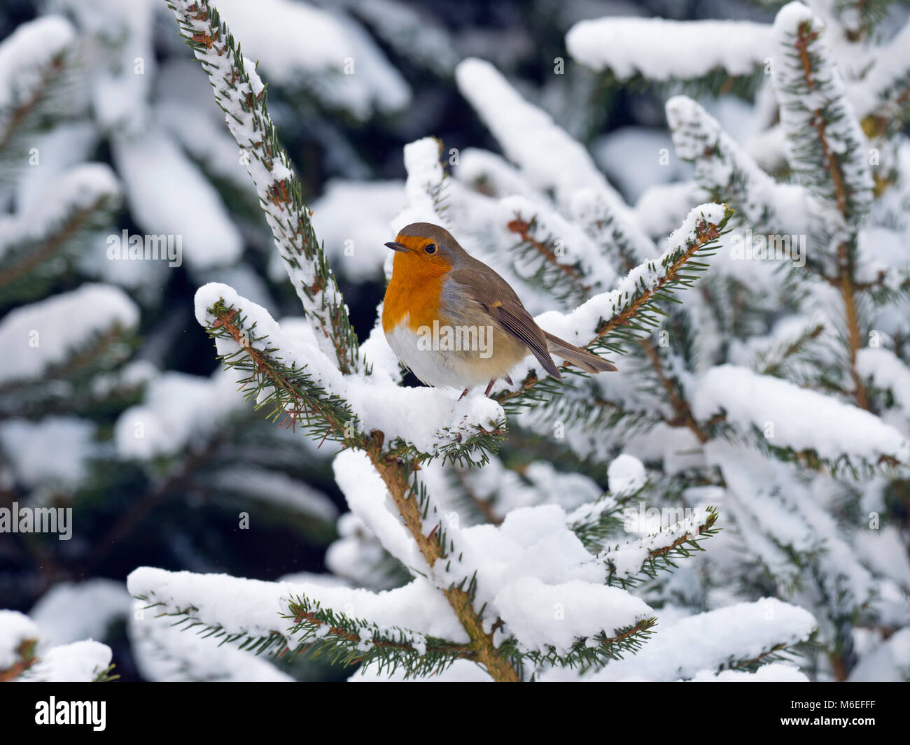 Round Robin Snow High Resolution Stock Photography and Images - Alamy