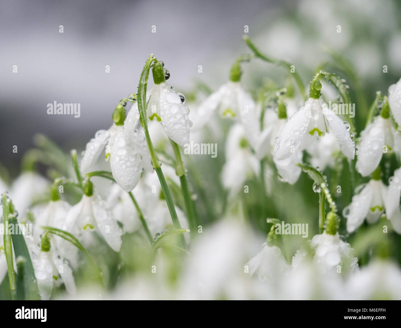 Snowdrops with rain drops close up macro detail Stock Photo - Alamy