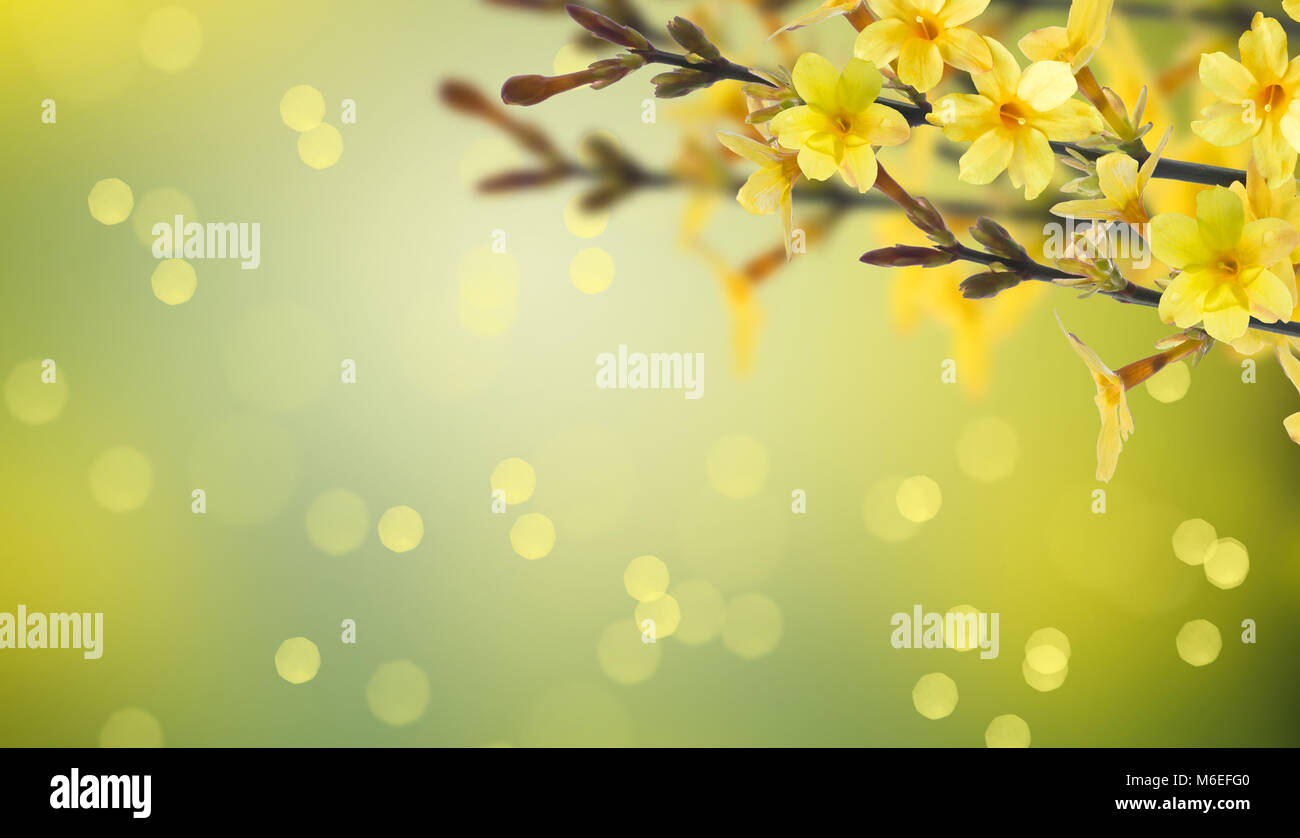 spring flowers background Stock Photo - Alamy