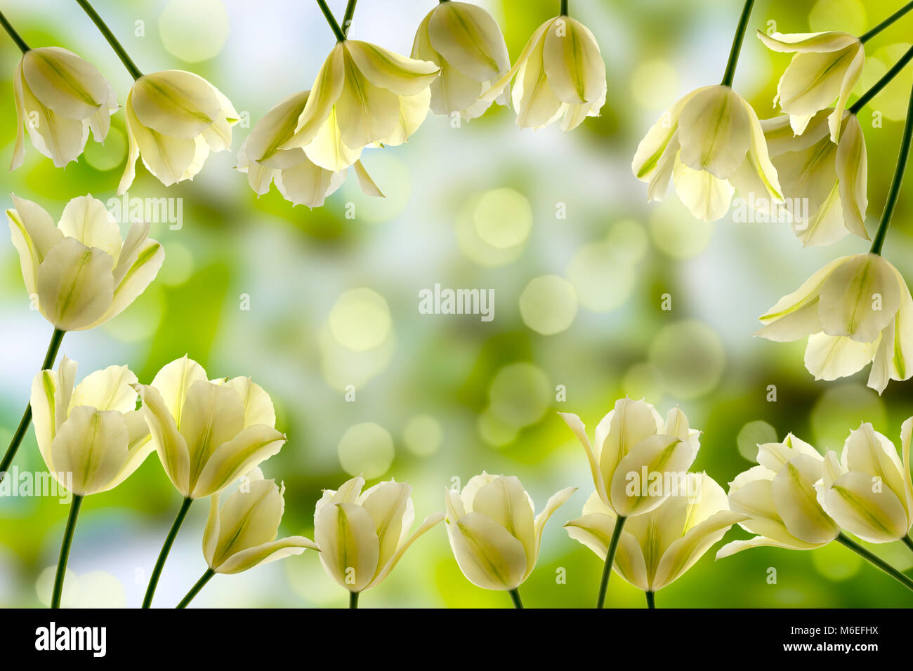 frame of white tulips in springtime Stock Photo - Alamy