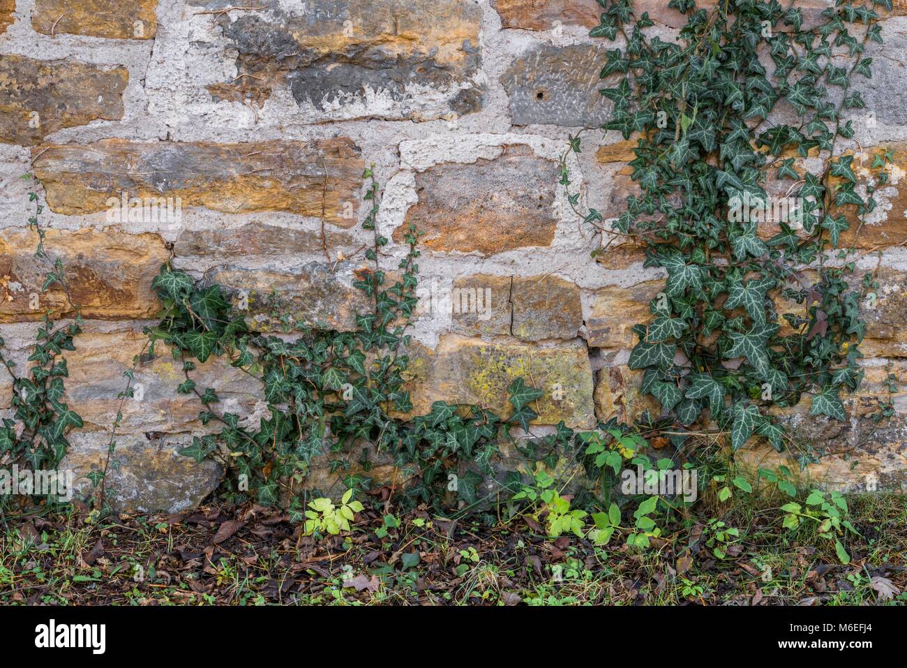 Old stone wall overgrown with common ivy Stock Photo - Alamy