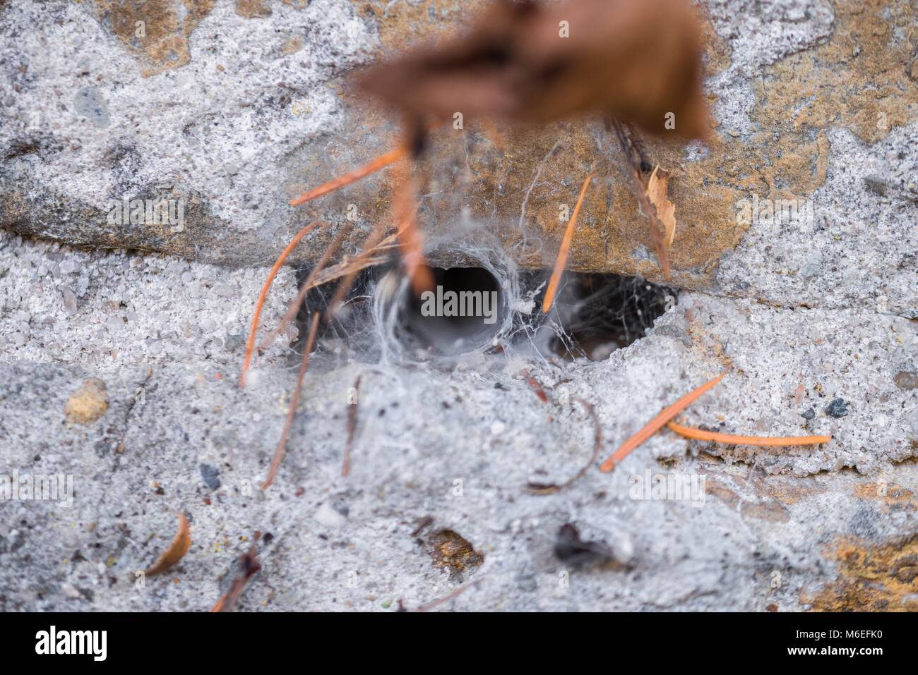 Spider web at an old stone wall Stock Photo - Alamy